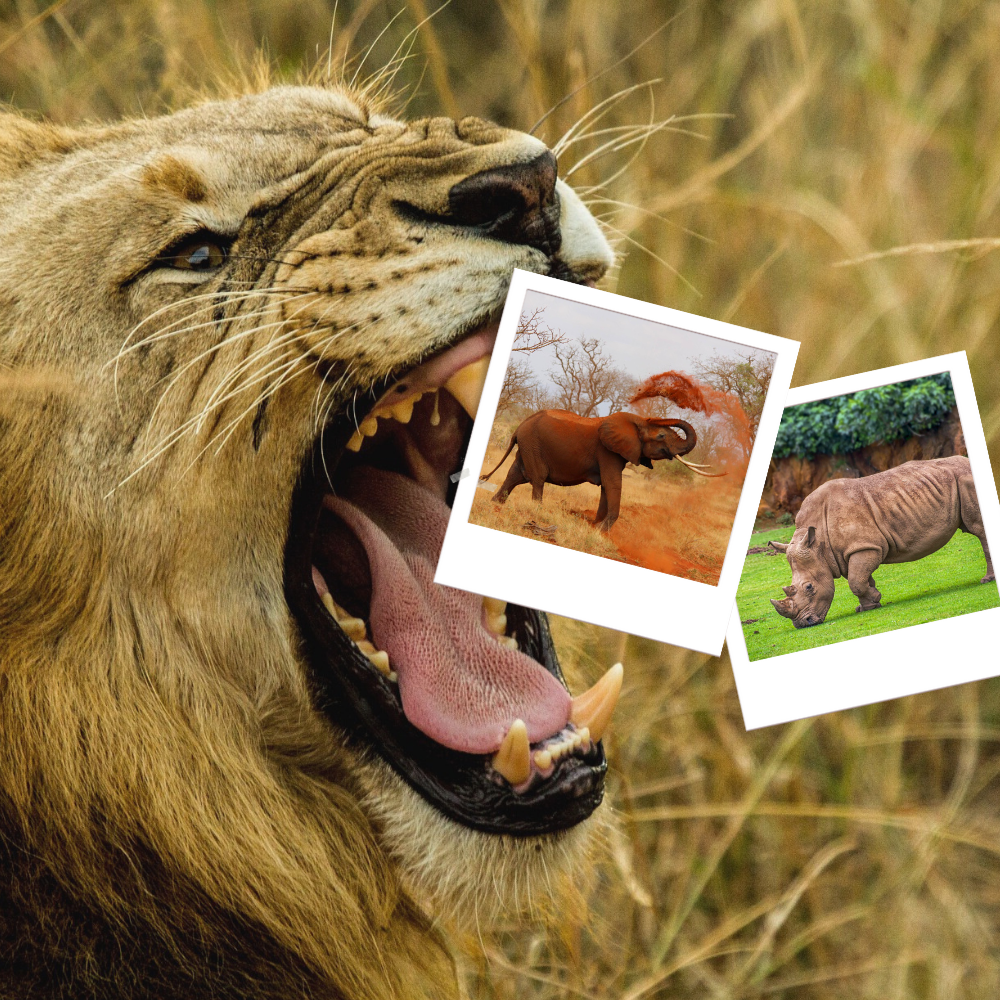 SAVE OUR ANIMALS – ltwildlife